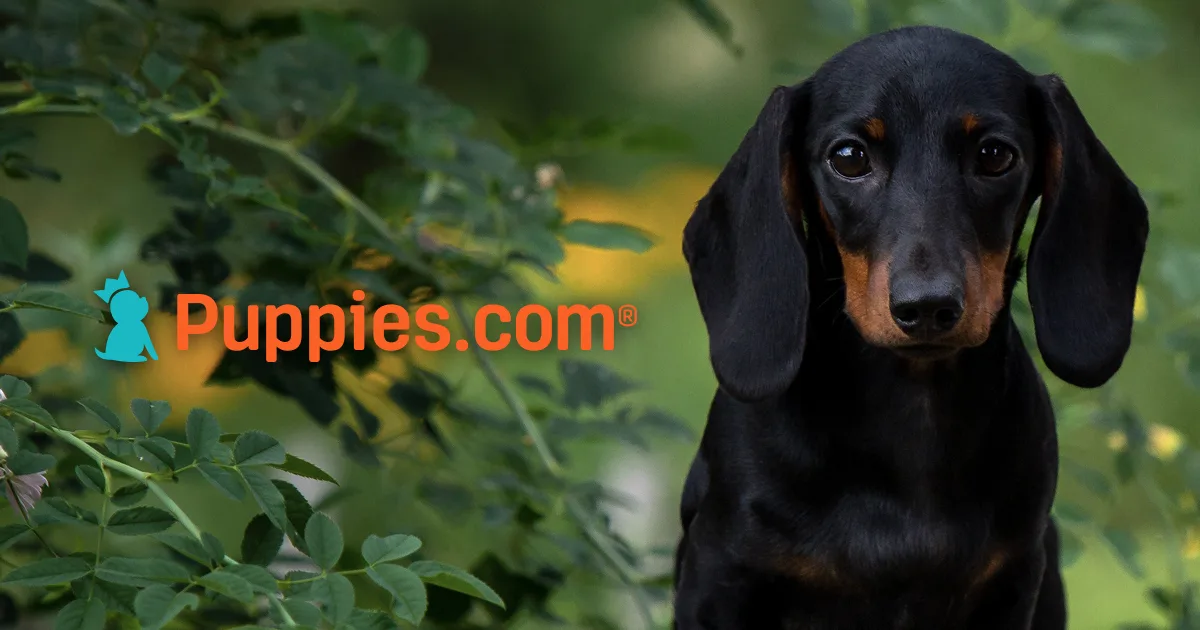 Poodle - Miniature Puppies For Sale near Concord, New Hampshire ...